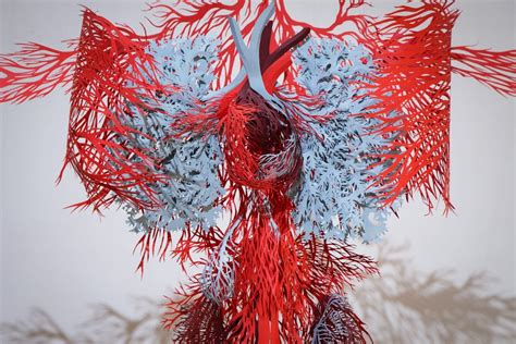 An Interpretation Of The Bodys Circulatory System In Hand Cut Paper By