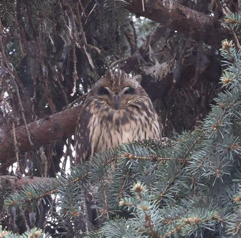 The Long Eared Owl Roost In Kikinda Birdingplaces