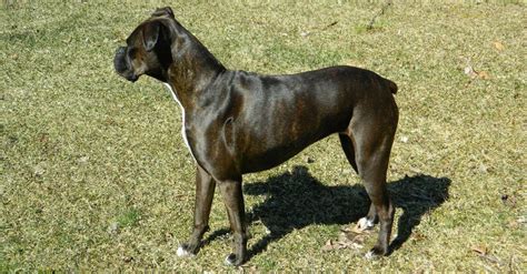What Is A Reverse Brindle At Frank Jimenez Blog