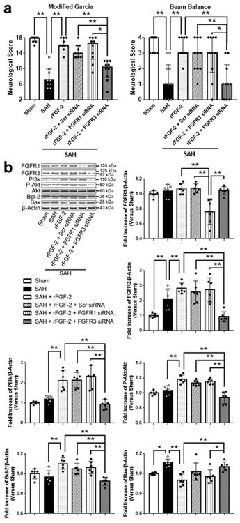 Fgf 2 Attenuates Neuronal Apoptosis Via Fgfr3pi3kakt Signaling