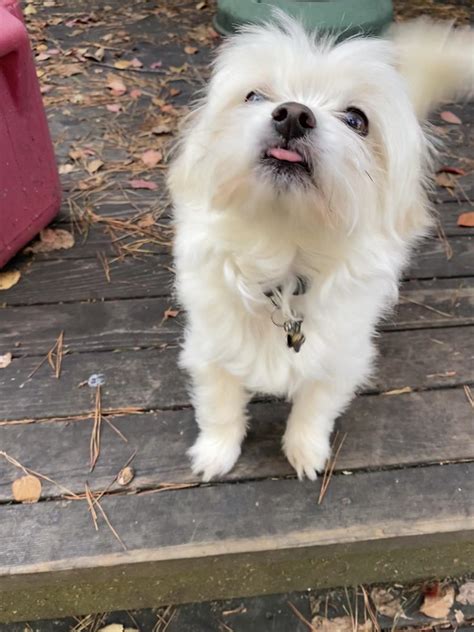 Small Blop Rblop