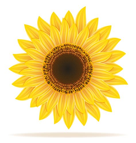 Flor De Girassol Para Imprimir Nazaedu