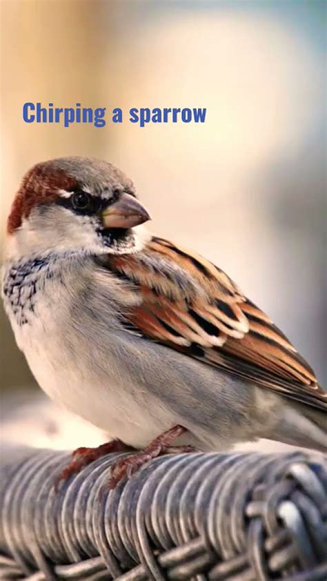 Chirping Sparrow Youtube
