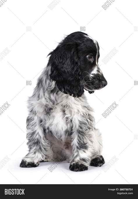 Cocker Spaniel Puppies Blue Roan