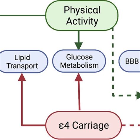 Hypothesised Associations Between Apolipoprotein E Gene Allele