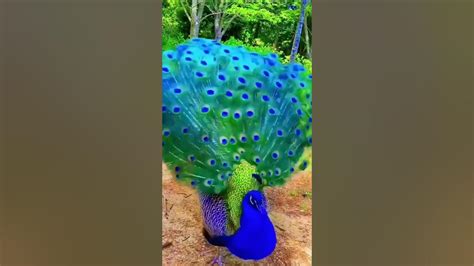 🦚 Dancing 🎶 Peacock 🦚🎶 Youtube