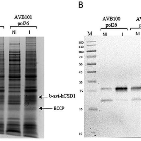 Biolayer Interferometry Was Used To Monitor The Binding Kinetics A And