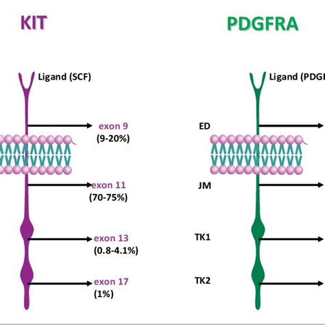 Distribution Of Kit And Pdgfra Mutations In Gist Frequency Of