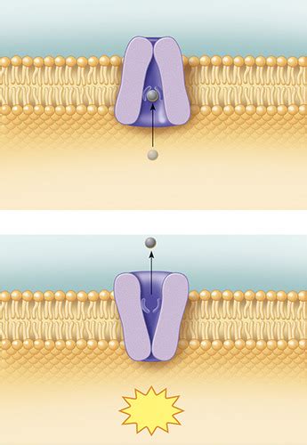 Active Transport Diagram Pearson