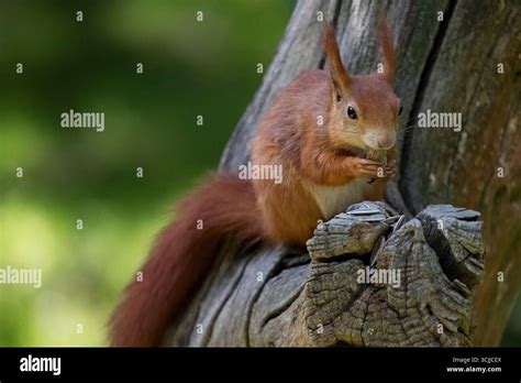 The Red Squirrel Or Eurasian Red Squirrel Sciurus Vulgaris A Species