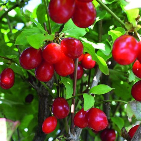 Cornus Mas Cornelian Cherry Instanthedge 10 Linear Feet Fast Growing