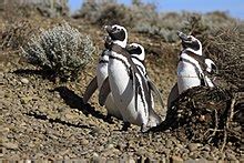 Penguin Wikipedia