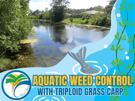 Aquatic Weed Control With Triploid Grass Carp Palm Coast Connect