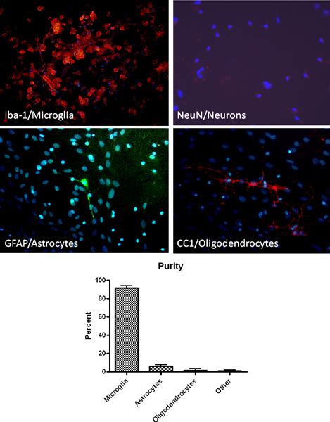 Primary Microglia Isolation From Mixed Glial Cell Cultures Of Neonatal