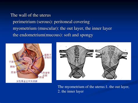 Layers Of Skin To Uterus At Ashton Wittenoom Blog