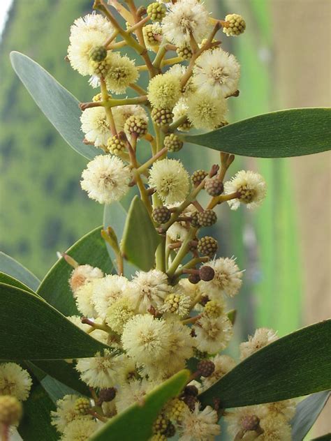 Flowering Australian Blackwood Tree Acacia Melanoxylon Urban Perennials