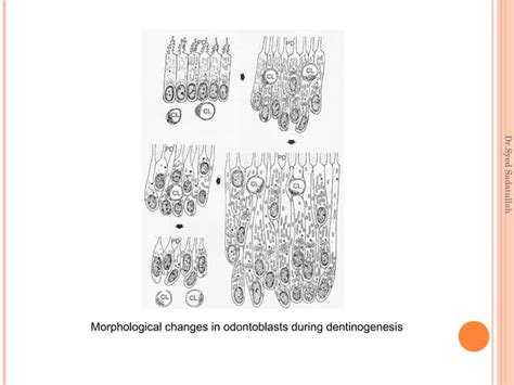 Dentinogenesis Ppt Dental Health Diseases And Conditions