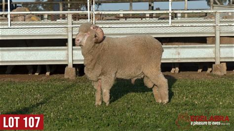 Lot 107 Youtube