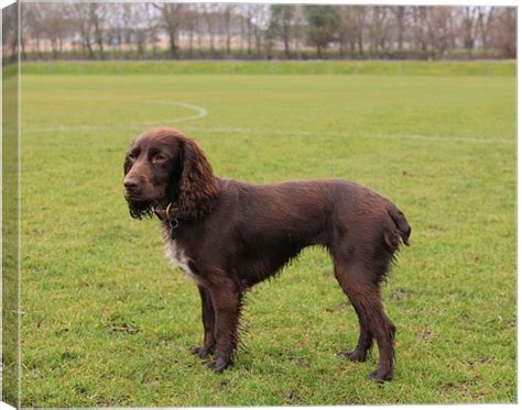 Why Are Cocker Spaniels Tails Docked
