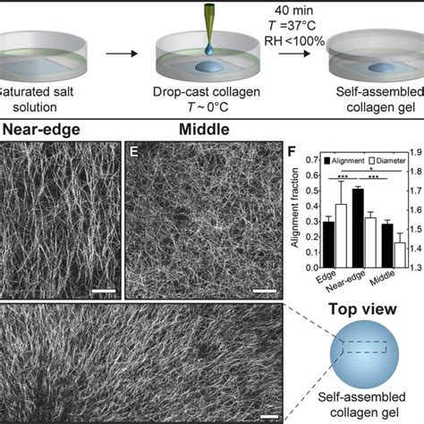 Pdf Marangoni Flows Drive The Alignment Of Fibrillar Cell Laden Hydrogels