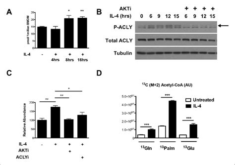 The Akt Acly Axis Regulates Inducible Ac Coa Production In M2 Download Scientific Diagram