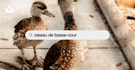 Oiseau De Basse Cour Photos Télécharger Des Images Gratuites Sur Unsplash