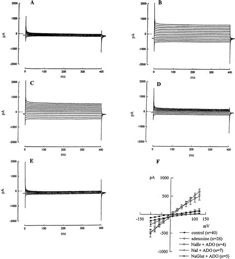 Characteristics Of Adenosine Induced Whole Cell Cl Currents With A
