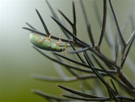 Phyllobius Or Polydrusus Weevil Vheng0001 Flickr