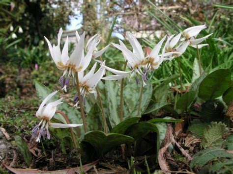 Erythronium Two Pacific Bulb Society
