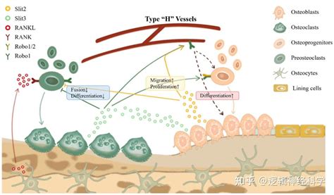 Med Res Rev 综述︱四川大学华西口腔医院李博李龙江团队聚焦探讨 神经 骨轴”在调控骨骼系统中的重要作用 知乎
