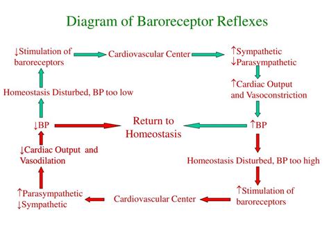 Ppt Chapter 21 The Cardiovascular System Blood Vessels And