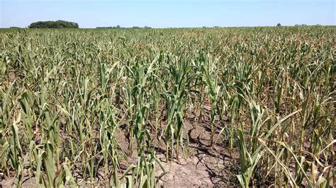 Sequía Agricultura Prorroga Por 180 Días Los Embarques De Maíz Al Exterior Infobae