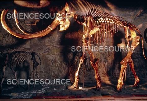 Mammuthus Columbi Fossil