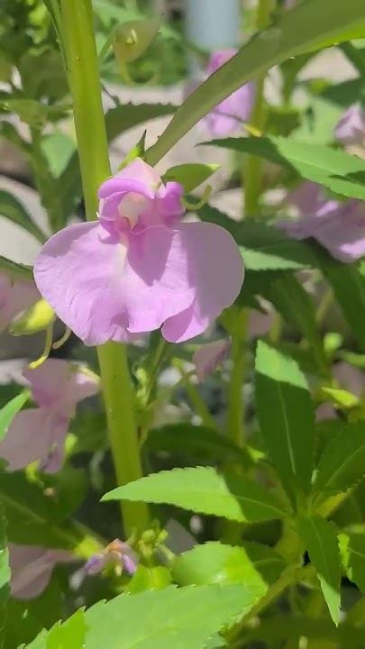 조용필 울밑에선 봉선화야 Youtube