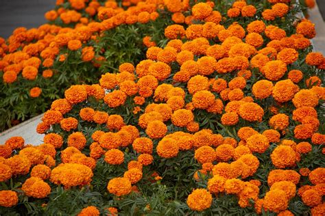 Historia Y Origen De La Leyenda De La Flor De Cempasúchil Ygjhoj