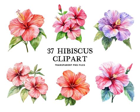 Watercolor Hibiscus Clipart Bundle Hibiscus Png Flower Clip Art