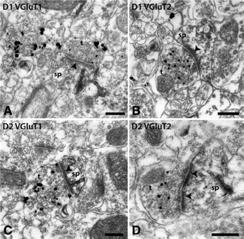 D 1 And D 2 Msns Receive Synaptic Input From Vglut1 Positive Terminals