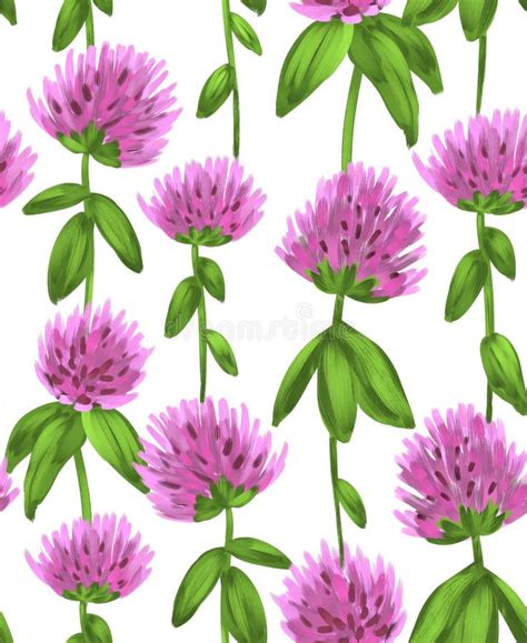 Pink Clover Flowers With Leaves On A White Background Stock