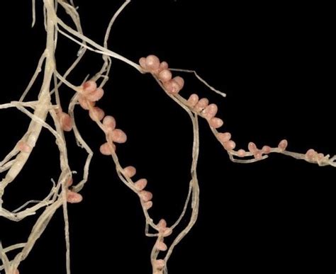 Microbial Nitrogen Fixation Chavarrialab