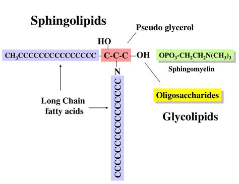 Sphingolipids Sphingolipids