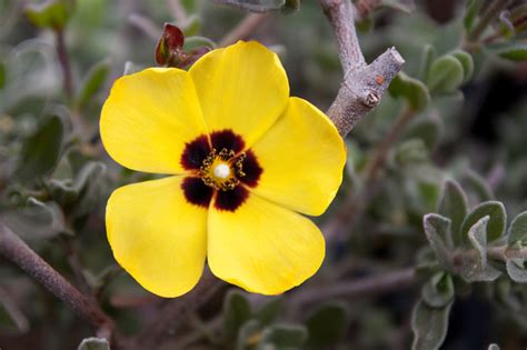 Photo 39235 Halimium Sarah Plant Lust