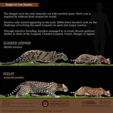 Bengal Cat Size