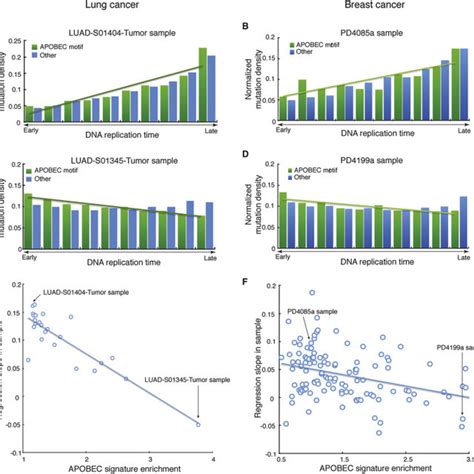 The Distribution Of Apobec Signature Mutation Clusters Relative To