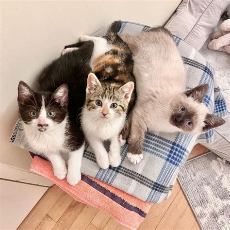 Kitten Who Is The Spiciest In His Litter Turns Out To Be Quite The