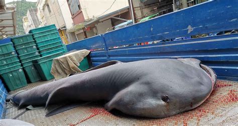 Megamouth Shark Facts Size Diet Pictures And More