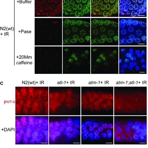 Synaptonemal Complex Assembly In Syp 1 Alleles A Representative