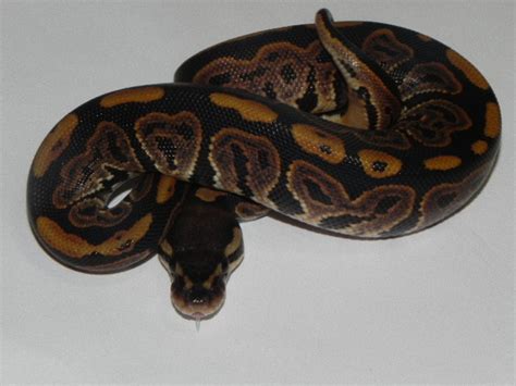 Black Ball Python