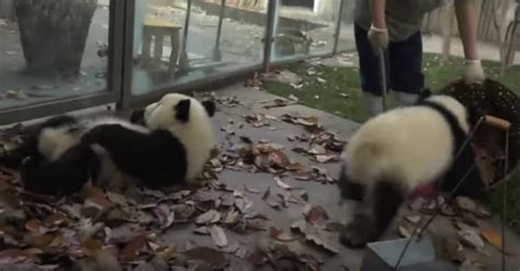 Two Naughty Pandas Hilariously Prevent A Cleaning Crew From Doing Their Job