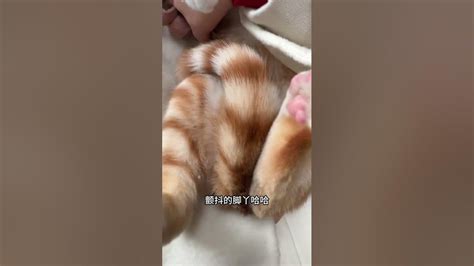 社会化第n次之颤抖的脚丫 橘猫还是那个橘猫 流浪猫变家猫 橘猫 记录猫咪日常 Youtube
