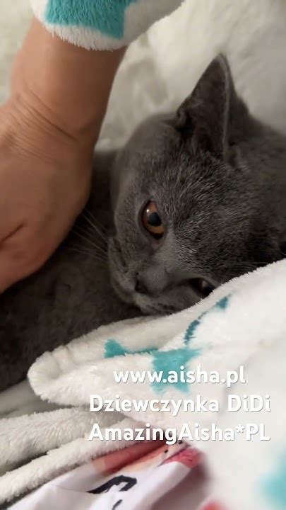 Moje Grzeczne Kociątko Kot Brytyjski Niebieski Amazingaisha Pl Youtube